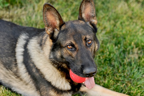 Eli the legend – one of the longest serving police service dogs in B.C ...